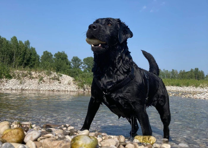Allevamento Labrador Retriever Vicenza - Tesori dei Berici - IL ...